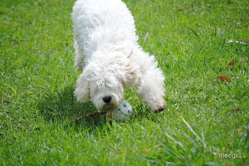 "cavoodle running" by meegs1 | Redbubble