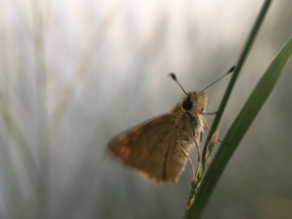"Flapping Fluffy Fair Moth" by Fluffy-Moth-Eye | Redbubble