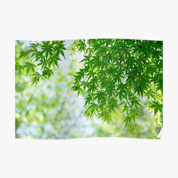 "Green leaves of Japanese maple" Poster for Sale by yumehana | Redbubble