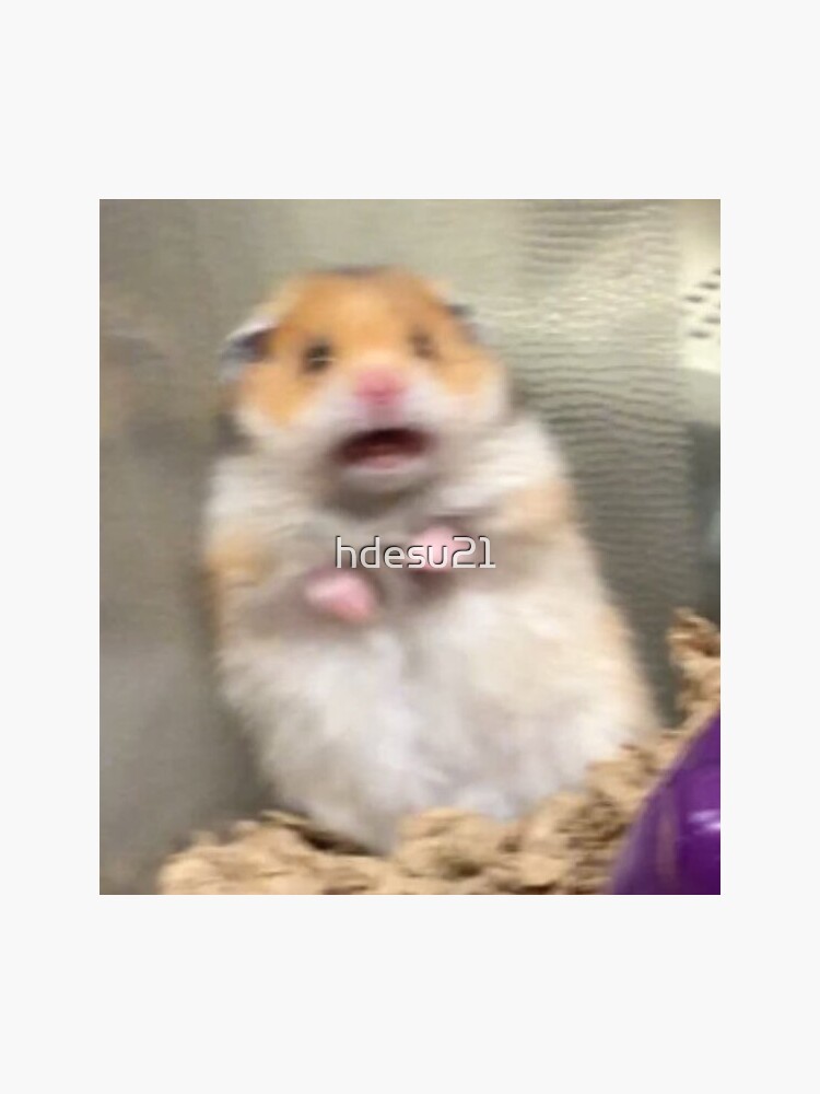 Pegatina «Hámster asustado» de hdesu21 | Redbubble