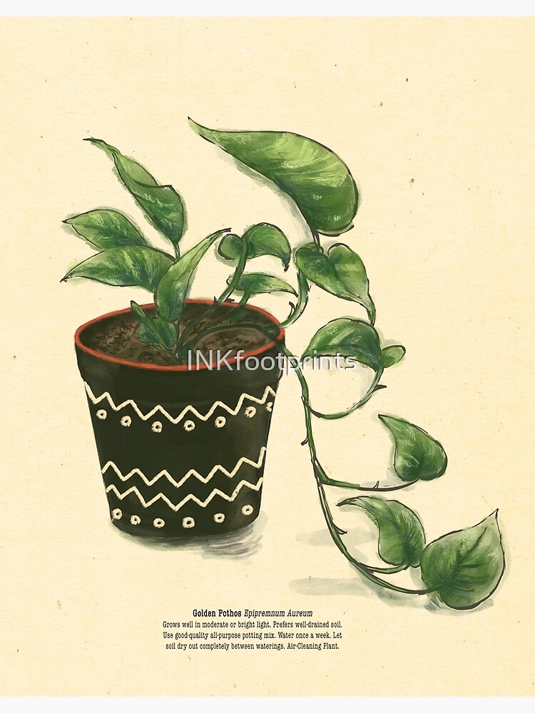 "Golden Pothos" Poster by INKfootprints | Redbubble