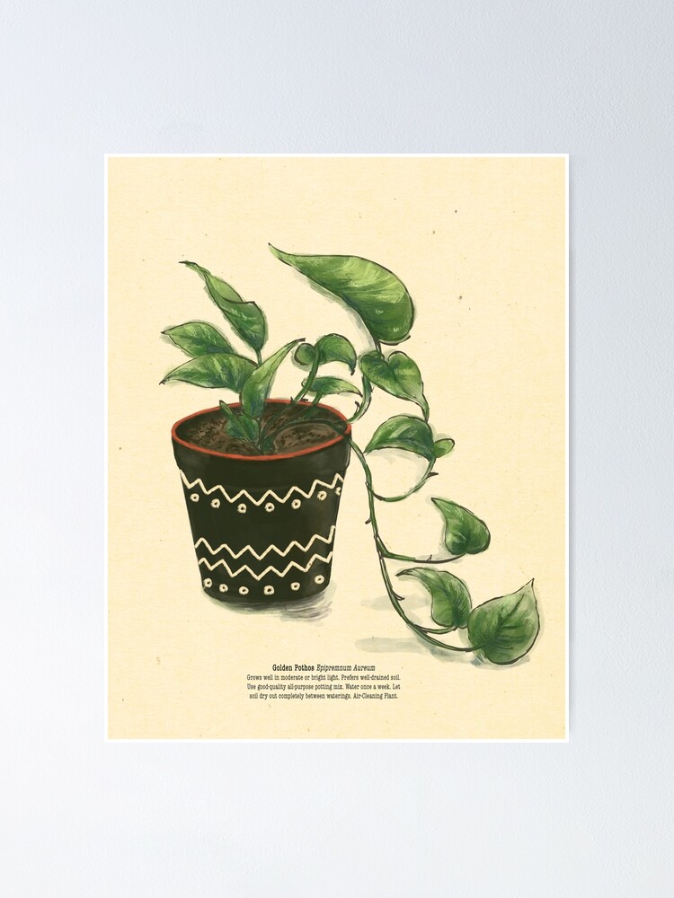 "Golden Pothos" Poster by INKfootprints | Redbubble