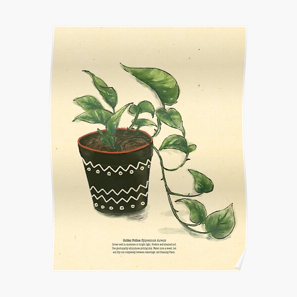 "Golden Pothos" Poster by INKfootprints | Redbubble