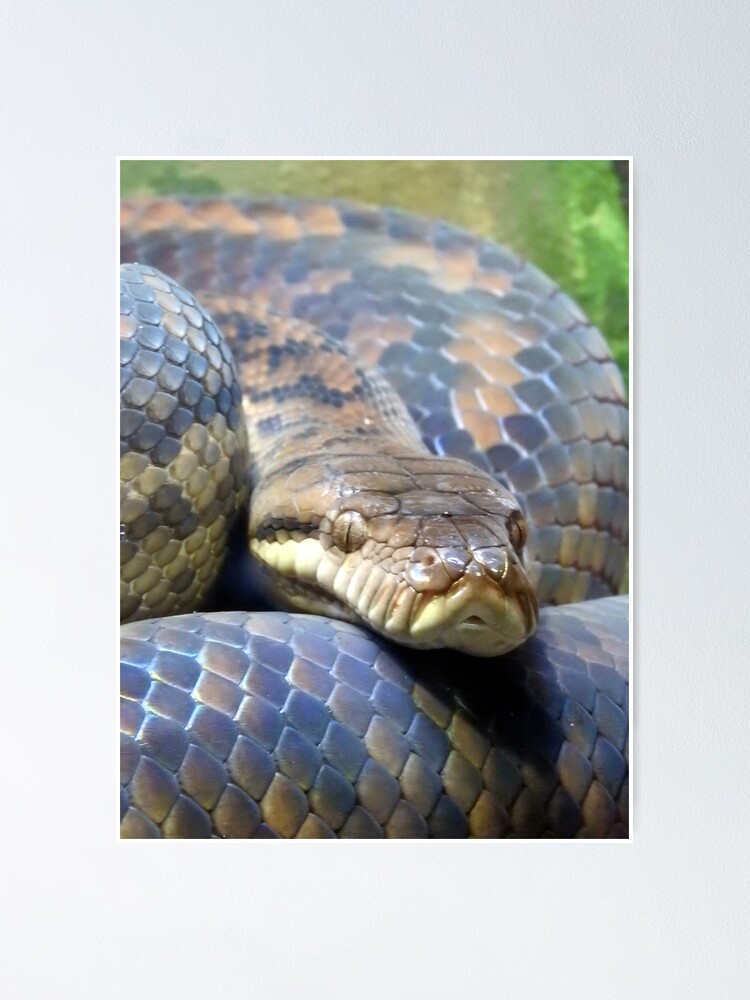 "Amethystine Python" Poster for Sale by kirstybush | Redbubble