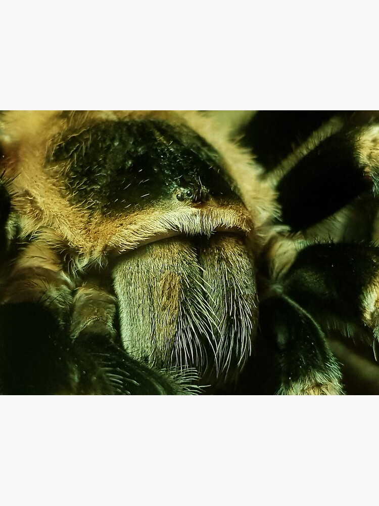 "Tarantula face" Sticker by Studio5Swansea | Redbubble