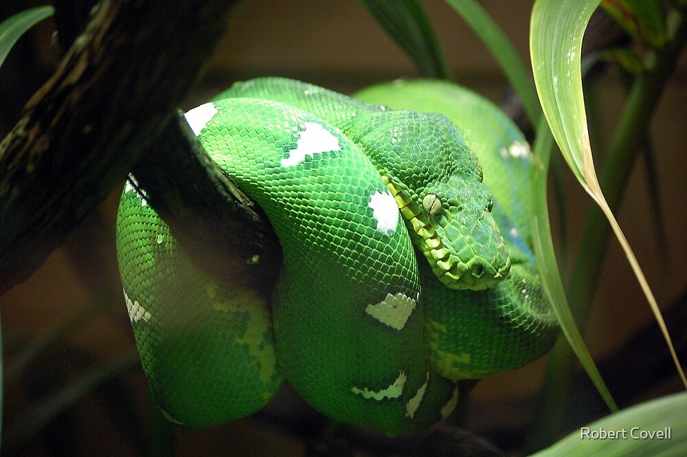 "Neon Green Snake" by Robert Covell | Redbubble
