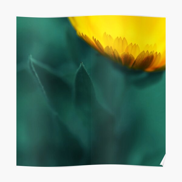 "Yellow Calendula Lamp. Botanical Macro Abstract Wall Art" Poster by ...