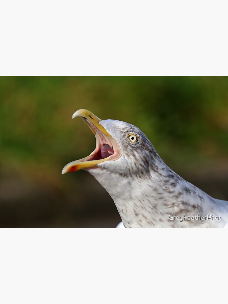 "Open wide" Sticker for Sale by GreyFeatherPhot | Redbubble