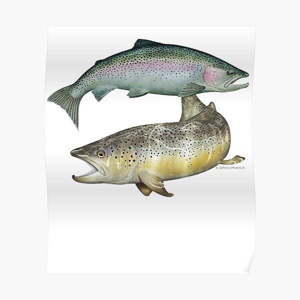 "Brown Trout & Rainbow Trout" Poster for Sale by barradingo | Redbubble