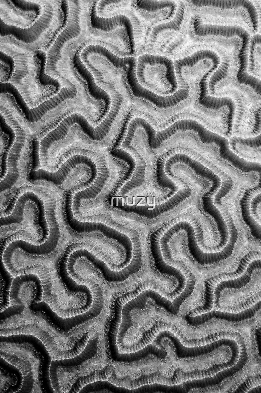 "Brain Coral Pattern" by muzy | Redbubble