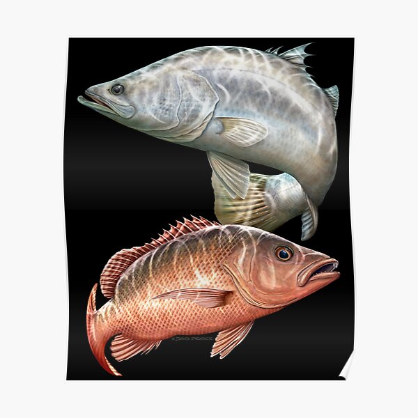 "Barra Jack Billabong Boys" Poster by barradingo | Redbubble