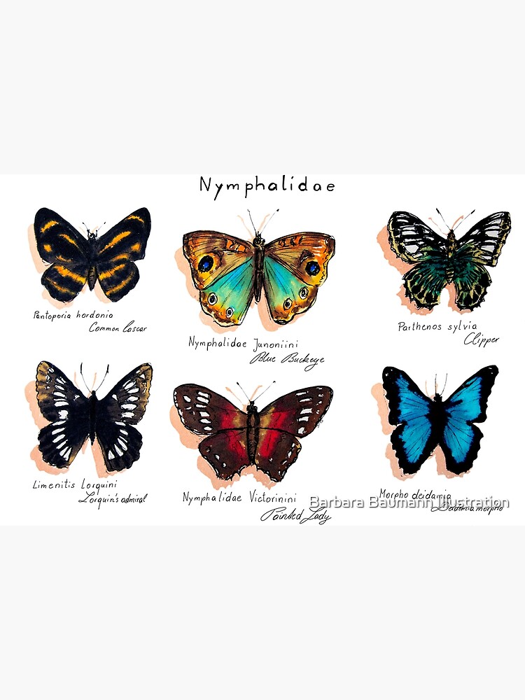 "Nymphalidae butterflies" Poster for Sale by baumann-illu | Redbubble