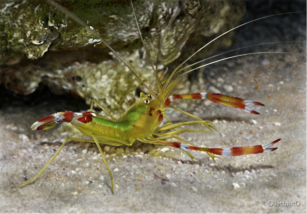 "GOLDEN CORAL SHRIMP (Stenopus scutellatus)" by DilettantO | Redbubble