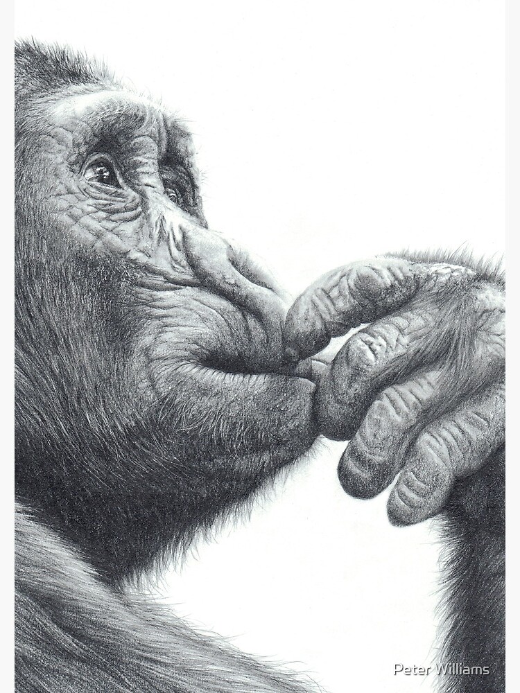"Brainstorm, chimpanzee pencil drawing" Spiral Notebook for Sale by ...