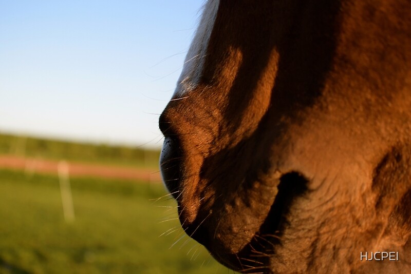 "Pony smiles." by HJCPEI | Redbubble