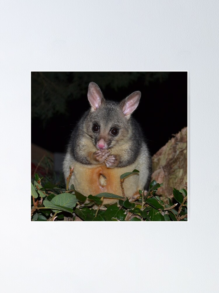 "Possum" Poster by maritahills | Redbubble