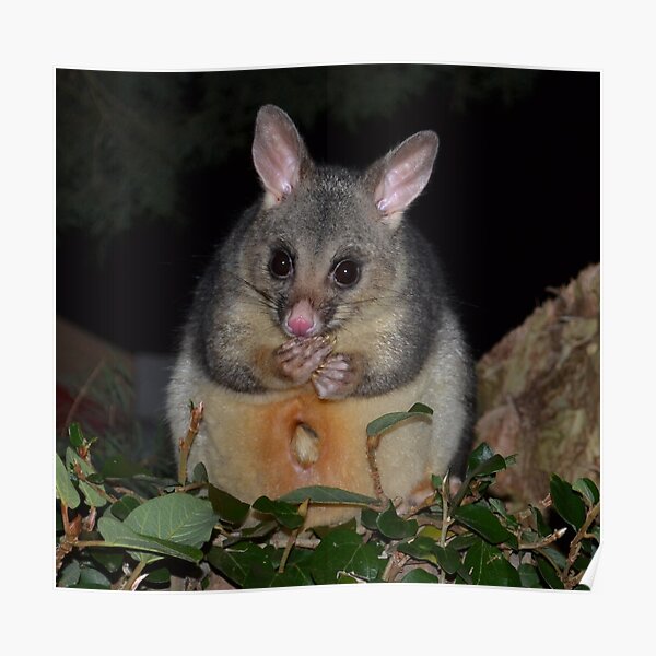 "Possum" Poster by maritahills | Redbubble
