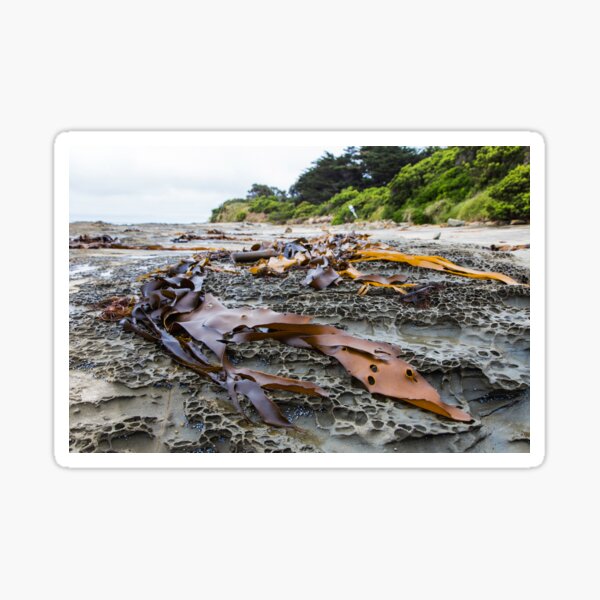 "Seaweed on the rocks." Sticker by shaynetwright | Redbubble