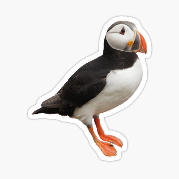 Puffin Stickers | Redbubble