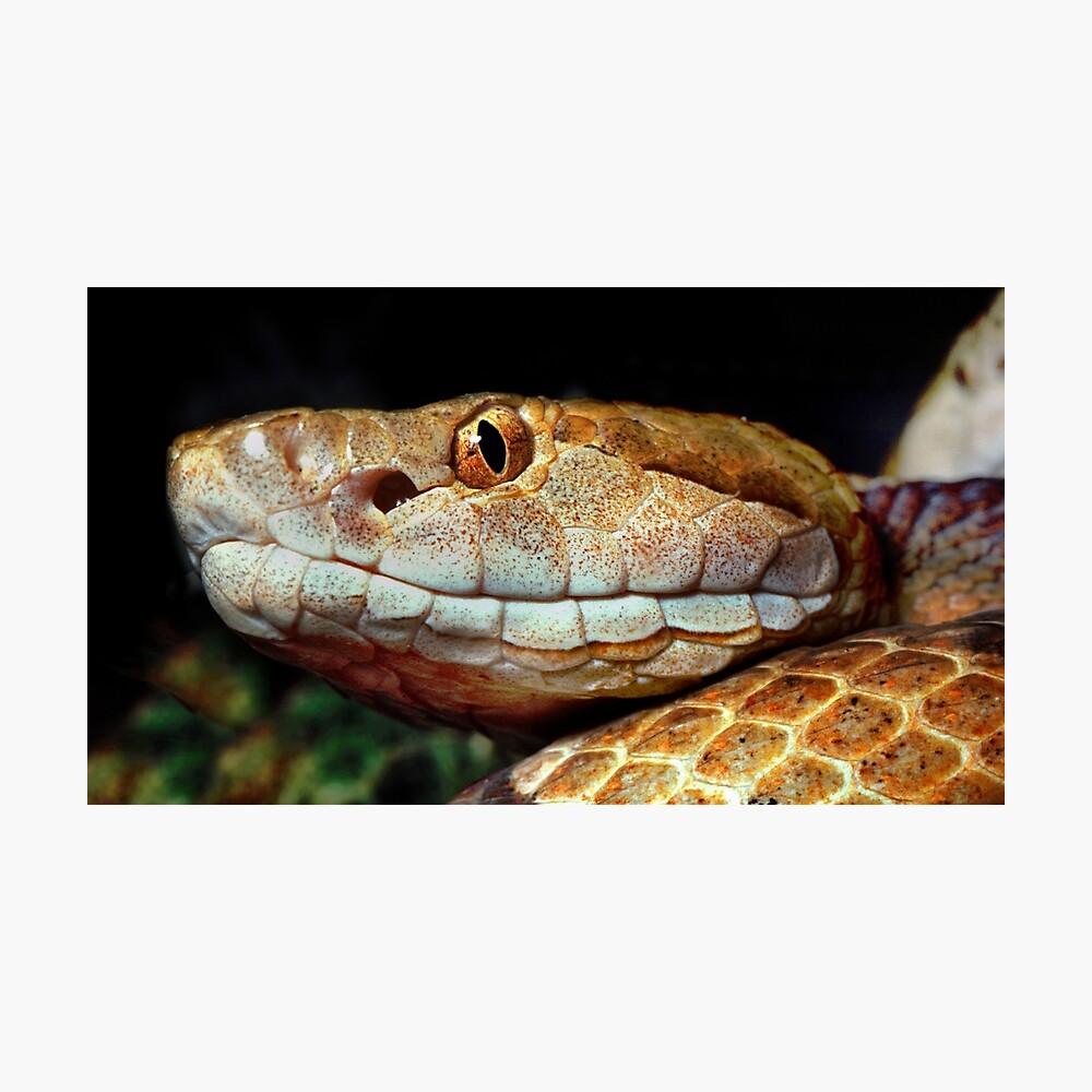 Copperhead Snake Eyes