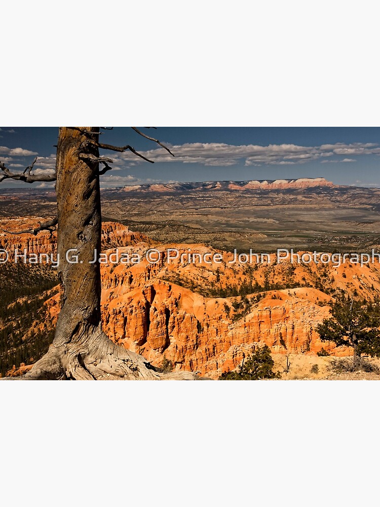 "Trees Of Bryce - 2 © " Poster for Sale by PrinceJohn | Redbubble