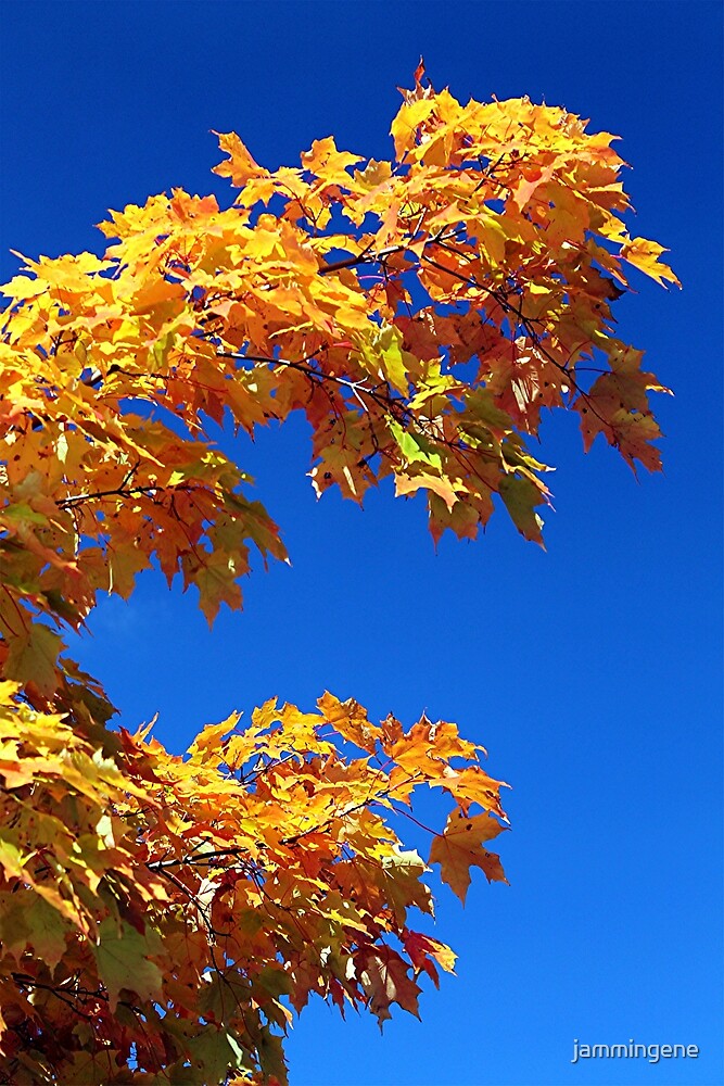 "A yellow and blue fall view" by jammingene | Redbubble