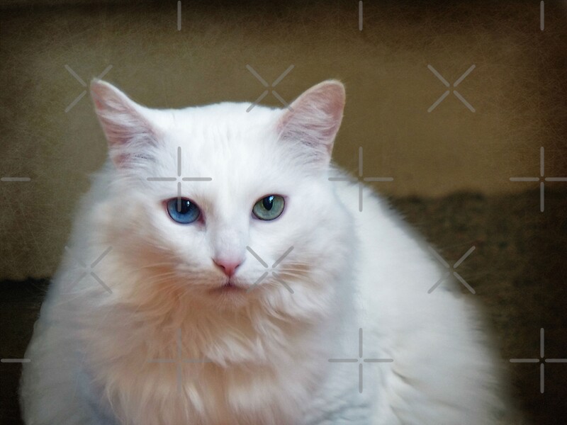 "Crystal the Cat" by FrankieCat | Redbubble