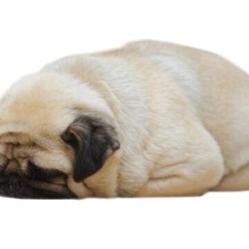 "Pug Loaf" Sticker for Sale by whistle48sho | Redbubble