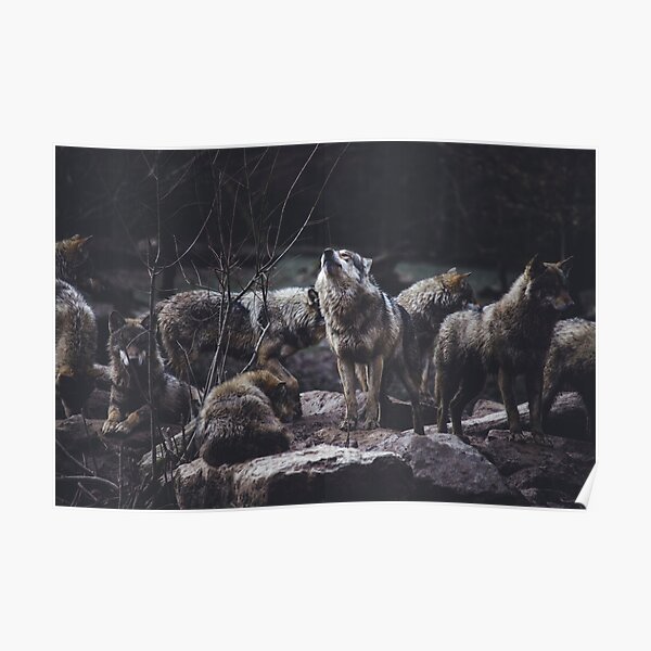 "Wolf pack" Poster by BookishNights | Redbubble