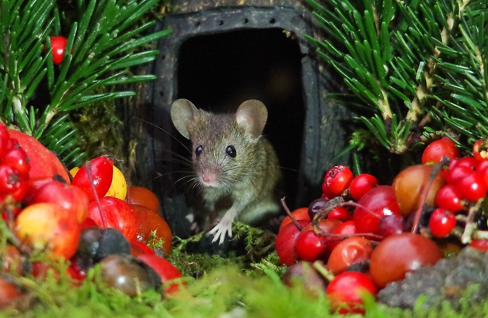 "wild house mouse" by Simon-dell | Redbubble