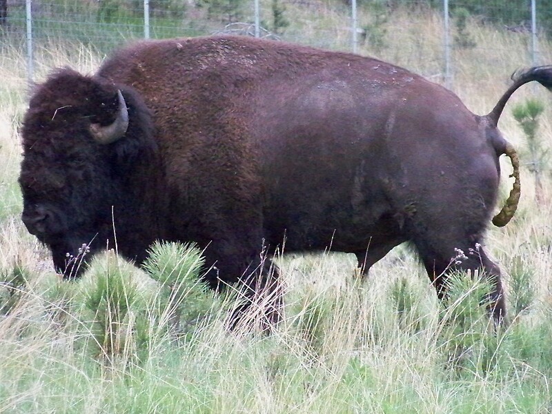 "Buffalo Pooping" Posters by cashig | Redbubble