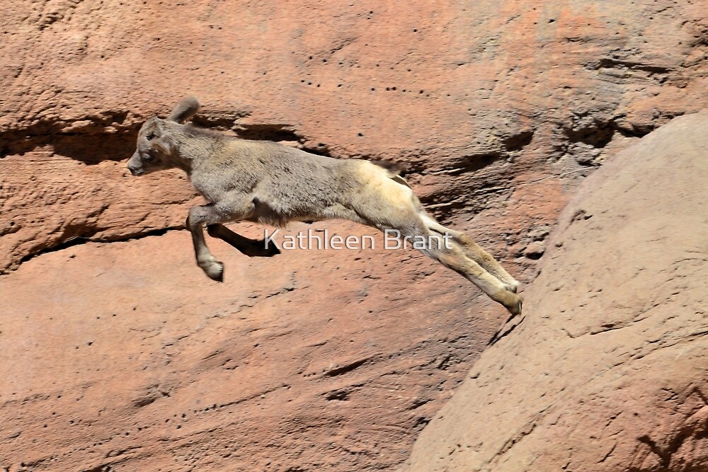 "Baby Mountain Goat Leaping" by Kathleen Brant | Redbubble
