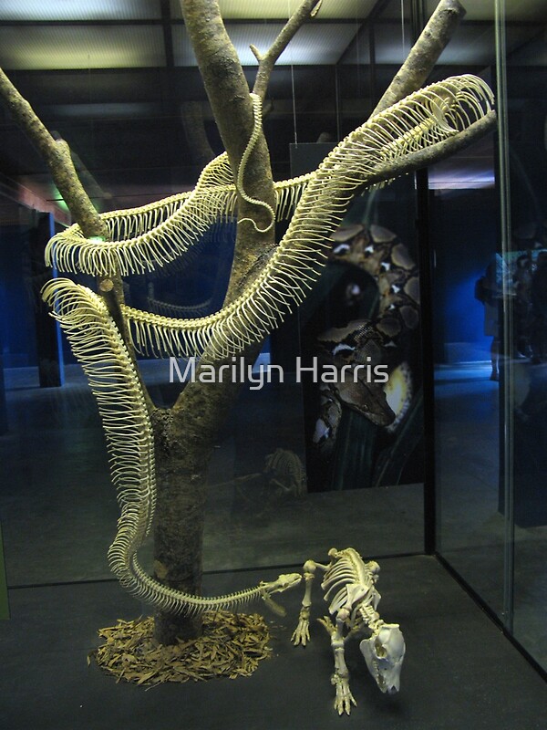 "Reticulated Python Skeleton" by Marilyn Harris | Redbubble