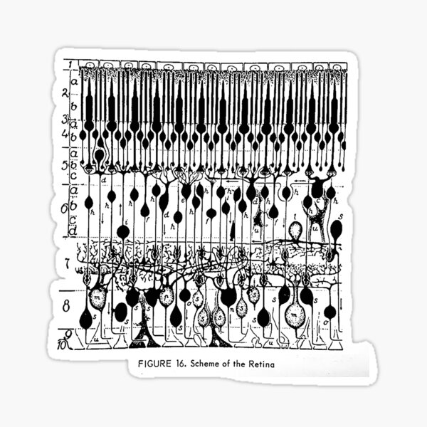 "Retina" Sticker for Sale by hinter | Redbubble