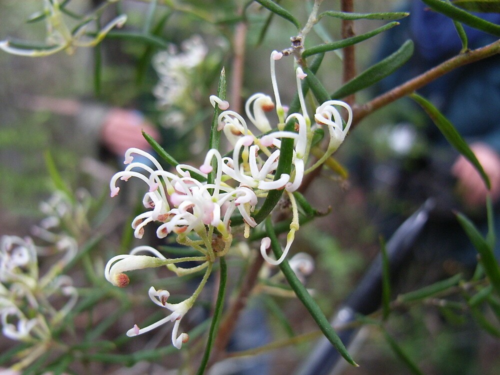 "Alpine grevillea, Tasmania's only native grevillea" by Jane Bouchard ...