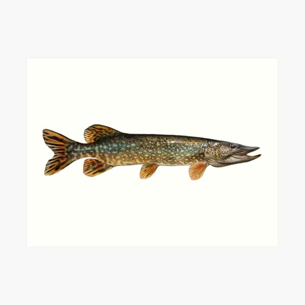 "Northern Pike" Art Print for Sale by lureguru | Redbubble