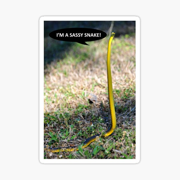 "Sassy Snake" Sticker for Sale by MyFrogCroaked | Redbubble