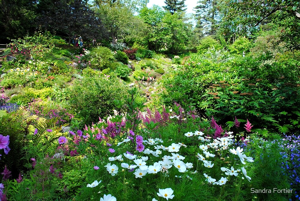 "Wildflowers in the Woods" by Sandra Fortier | Redbubble