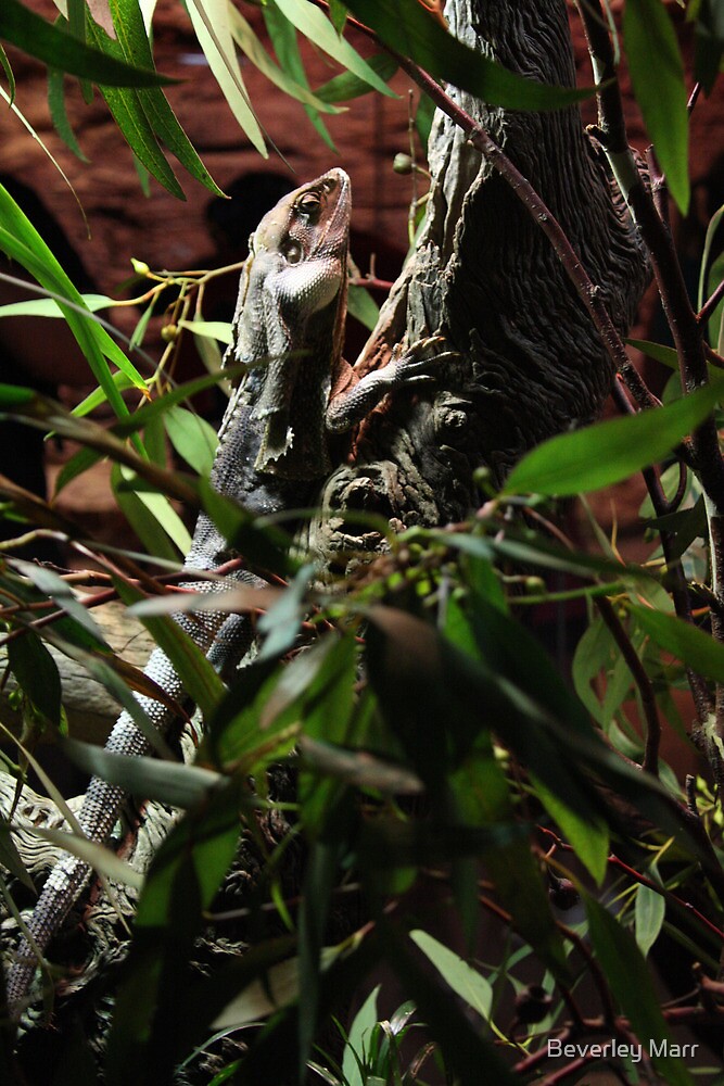 "Lizard, Perth Zoo (My first SLR lesson)" by Beverley Marr | Redbubble