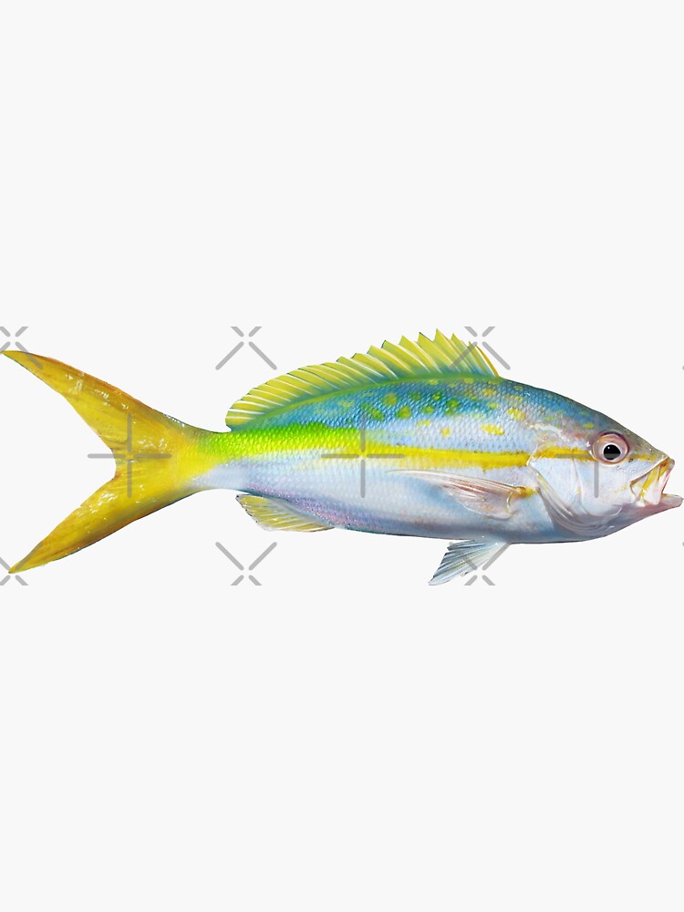 "Yellowtail Snapper" Sticker for Sale by lureguru | Redbubble