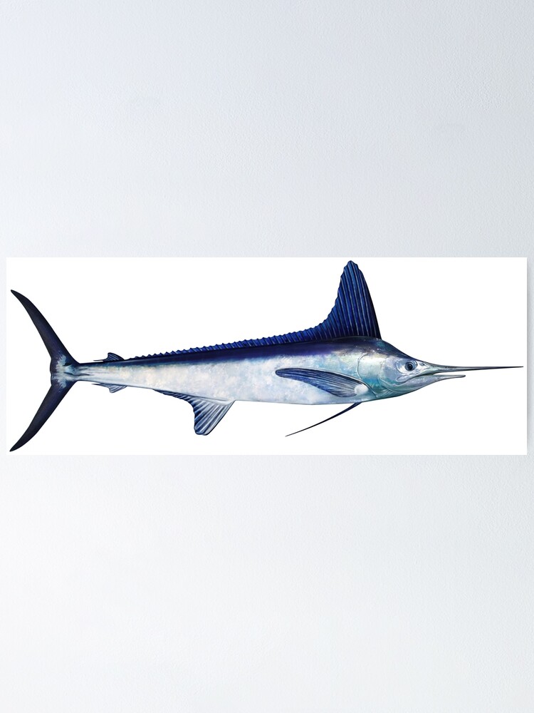 "White Marlin" Poster by lureguru | Redbubble