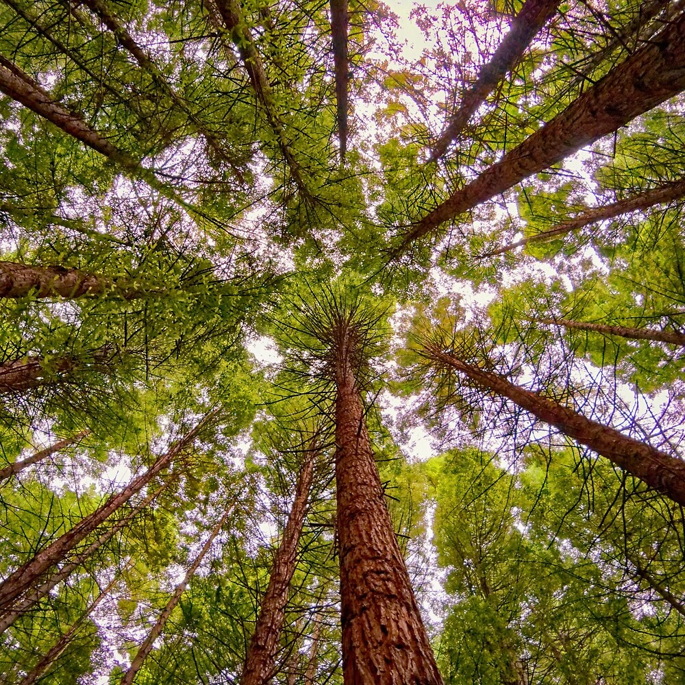 "Rotorua Redwood Canopy" by TonyCrehan | Redbubble