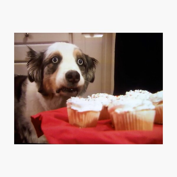Dramatic Cupcake Dog