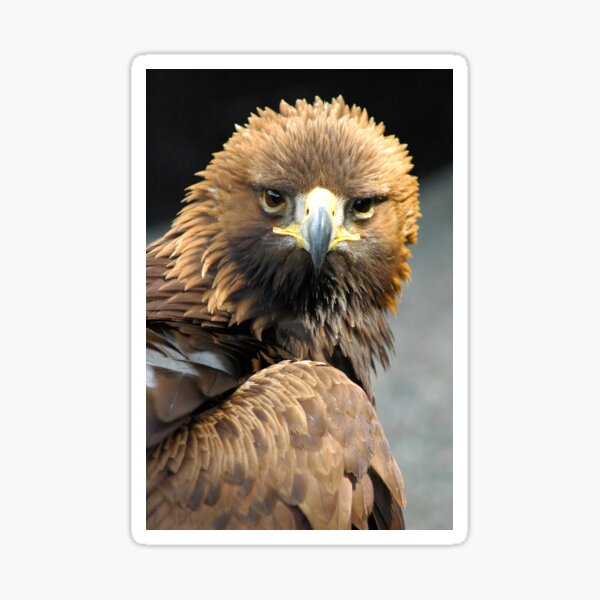 "Golden Eagle" Sticker for Sale by senninha | Redbubble