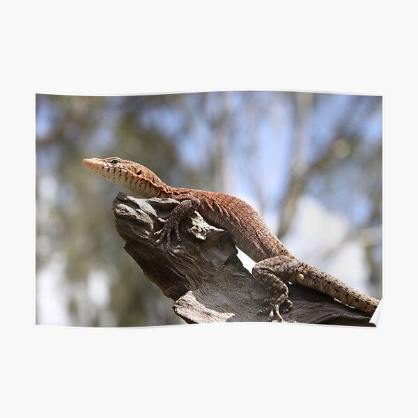 Varanus Posters | Redbubble
