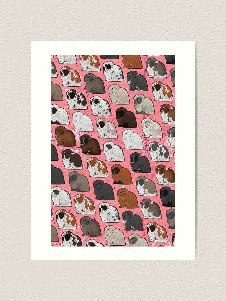 "Holland Lop Rabbit PINK Color Splash Pattern / Show Rabbit Bunny Posed ...