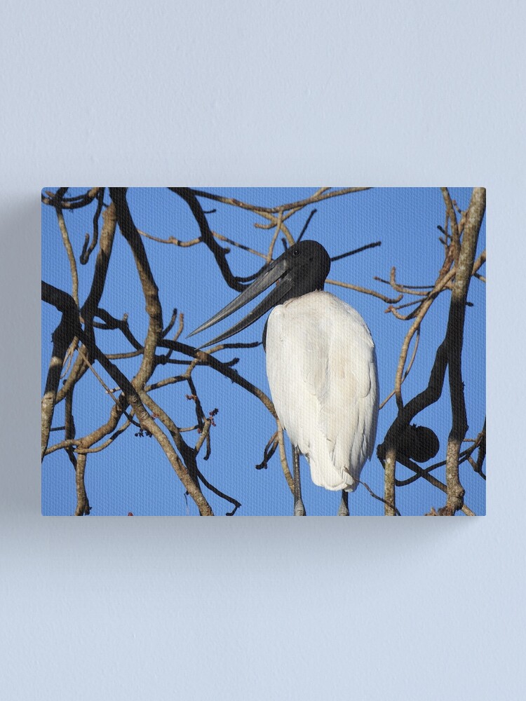 "Jabiru Stork Waterbird with Black Head and White Body" Canvas Print by ...