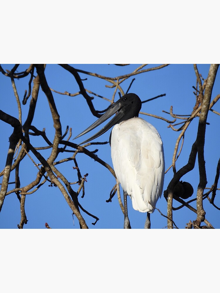 "Jabiru Stork Waterbird with Black Head and White Body" Canvas Print by ...