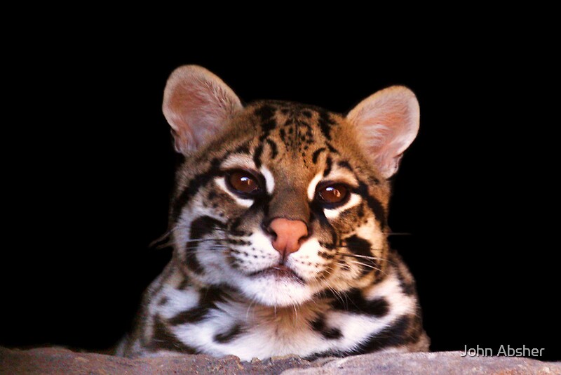 "Ocelot - Sonoran Desert Museum in Tucson, Arizona" by John Absher ...