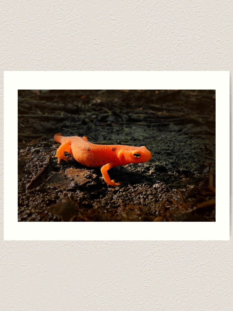 "Red Eft Newt" Art Print by rollosphotos | Redbubble